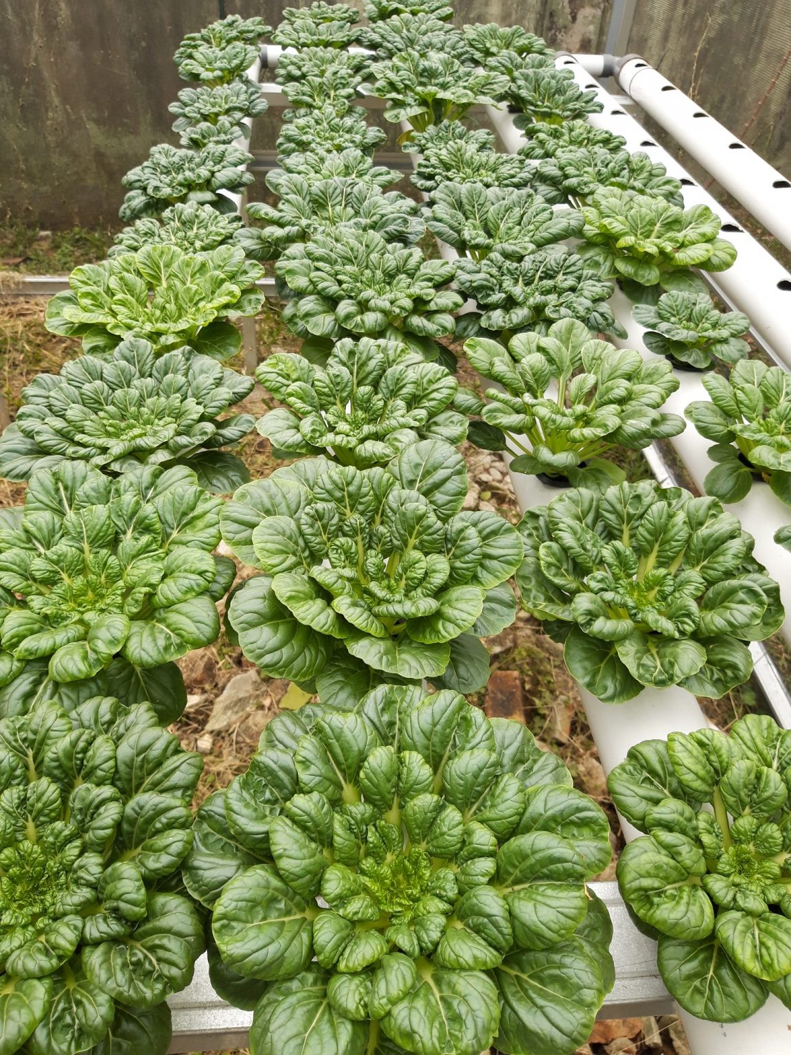 Menanam Sayuran Ramah Iklim – Bentala News